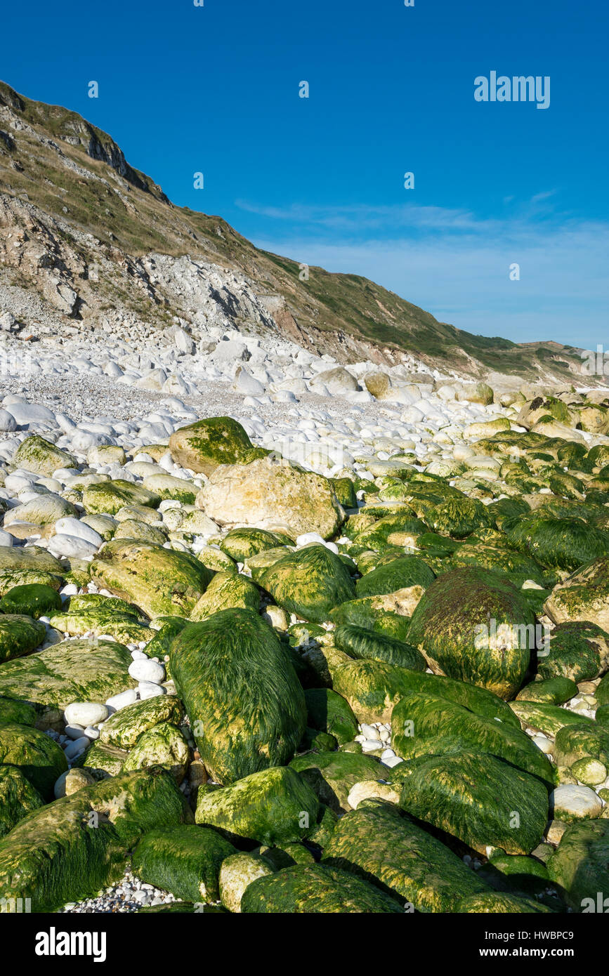 Seaweed covered chalk rocks at the south end of Filey bay. A dramatic ...