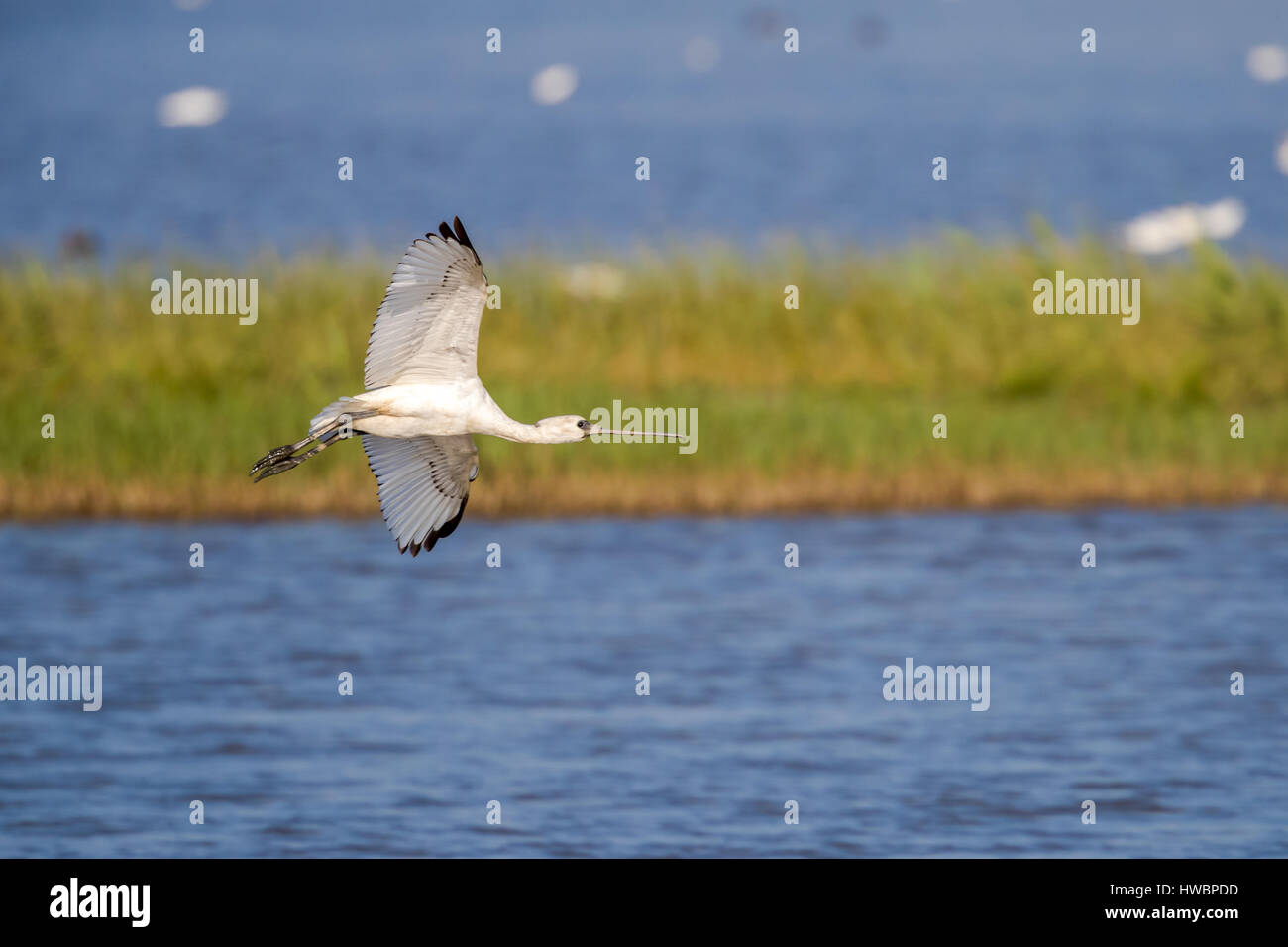 Po Faced Stock Photos & Po Faced Stock Images - Alamy