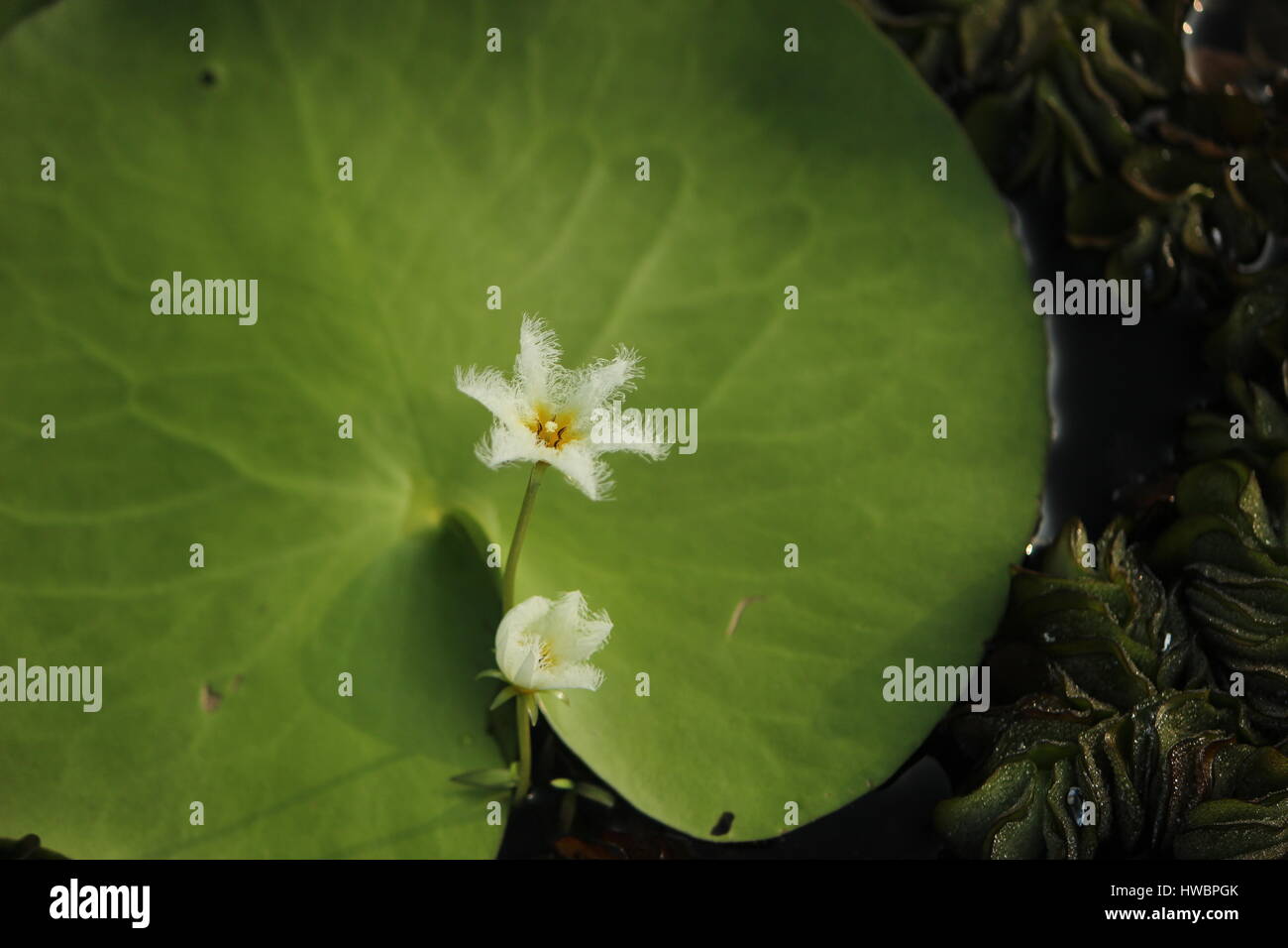 white water snowflake Stock Photo - Alamy