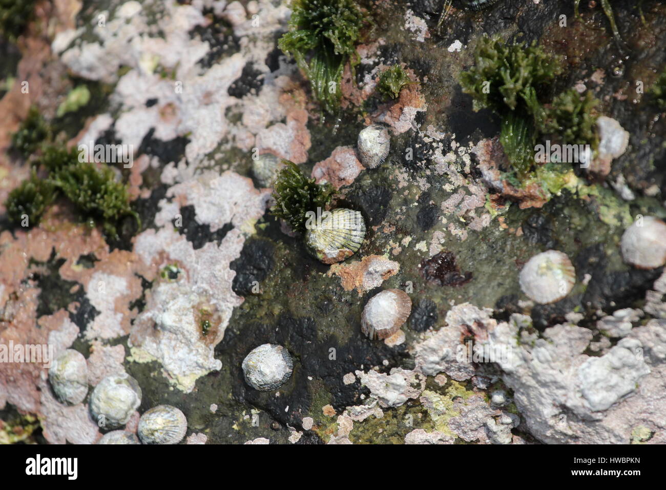 shells and mosses on rock Stock Photo - Alamy