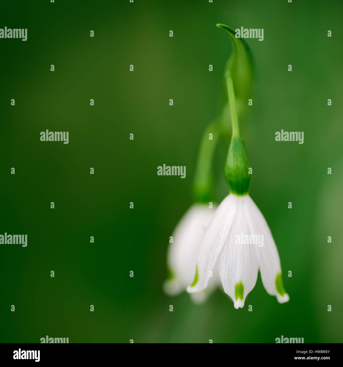 Agnes white hi-res stock photography and images - Alamy