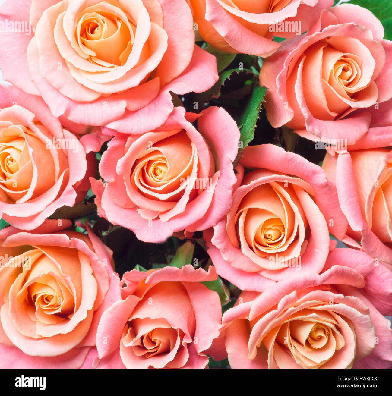 Roses Top View High Resolution Stock Photography and Images - Alamy