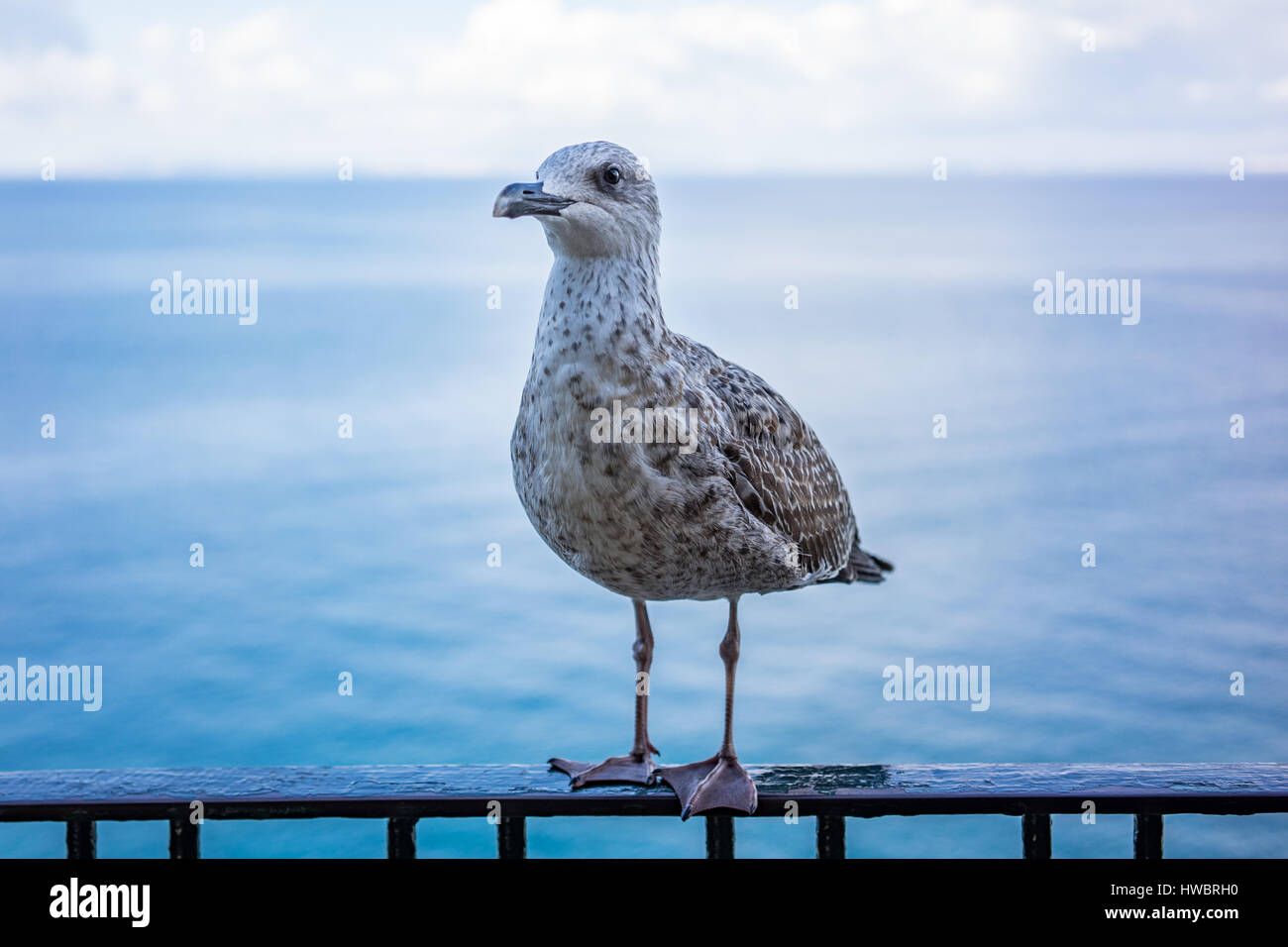 Piper bird hi-res stock photography and images - Alamy