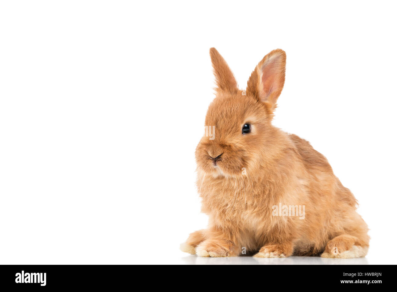 Adorable little brown rabbit isolated on white Stock Photo - Alamy