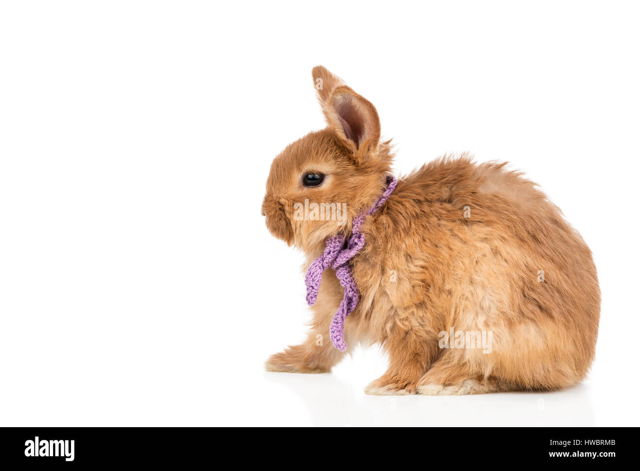 Portrait of a small beautiful fiery red rabbit in a knitted scarf ...