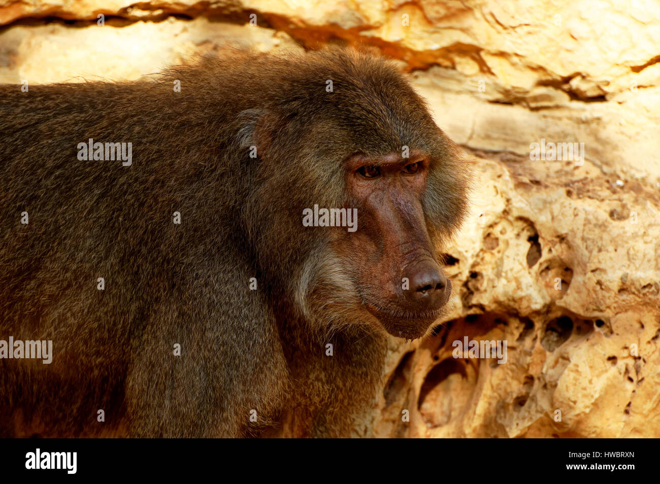Photo primates, animals; photo monkey,Baboons (Latin Papio Stock Photo ...