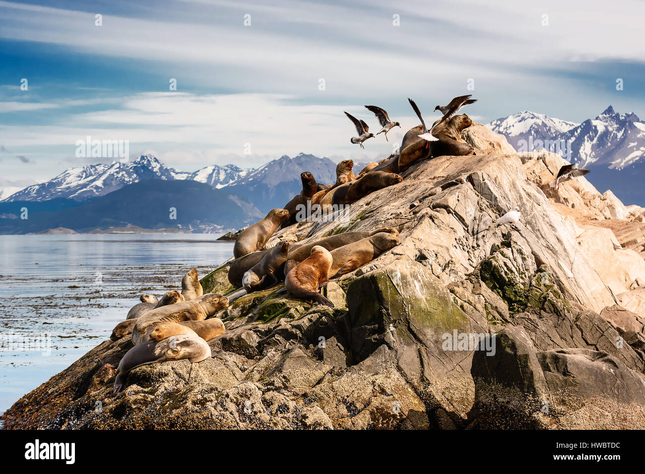 Sea lions and Albatros on isla in beagle channel near Ushuaia ...