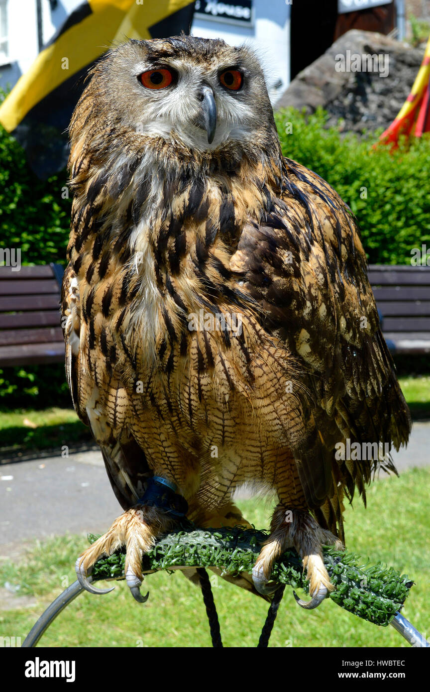 Eurasian eagle owl Latin name Bubo bubo Stock Photo - Alamy