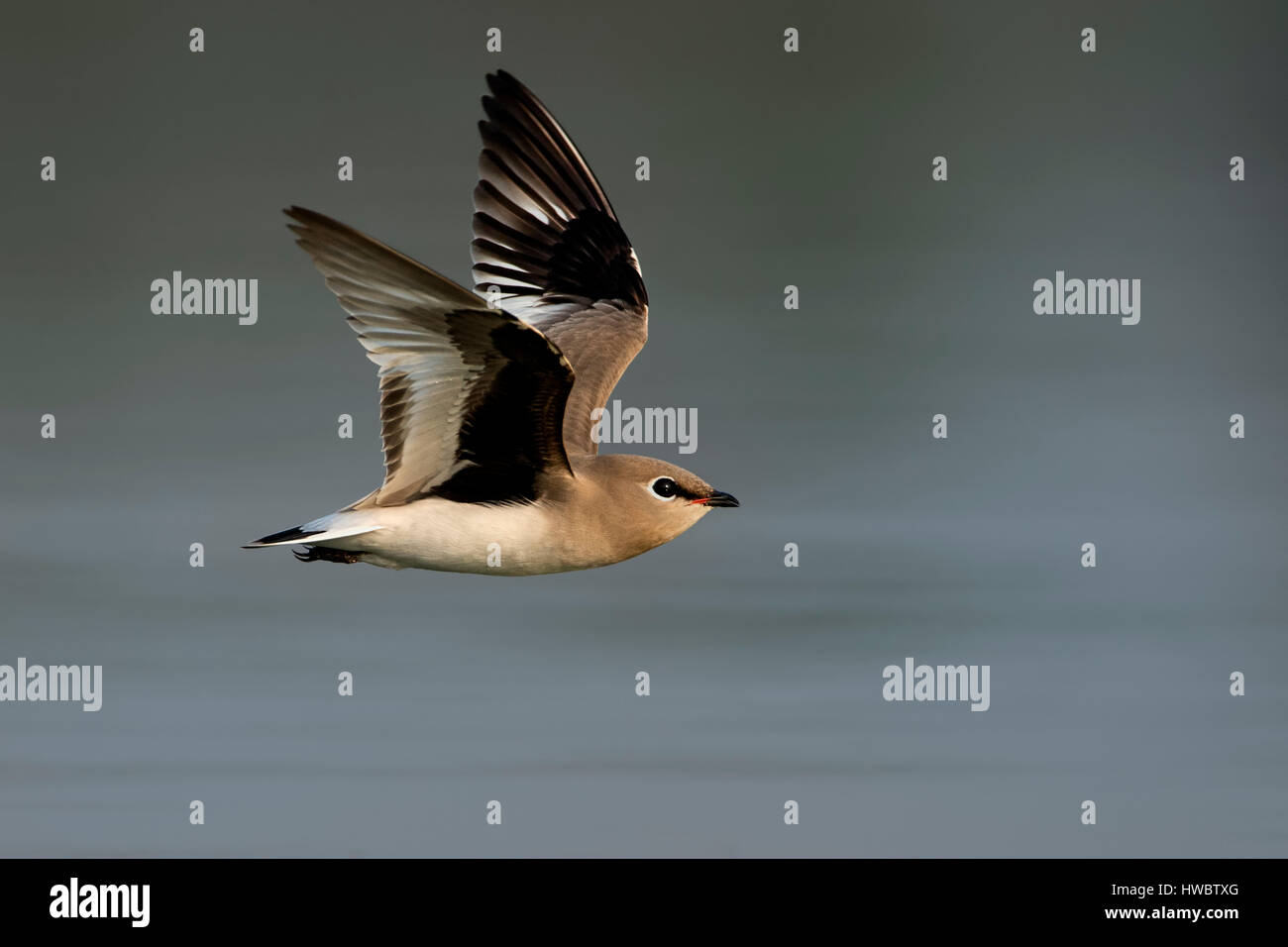 small pratincole(Glareola lactea) flying over water of mahananda river ...