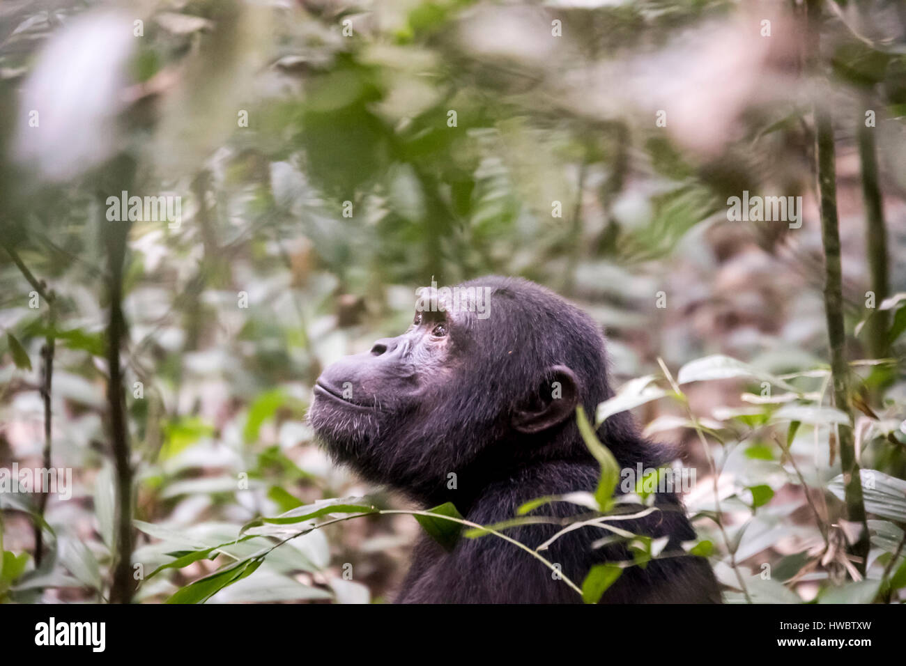 Chimpanzee profile hi-res stock photography and images - Alamy