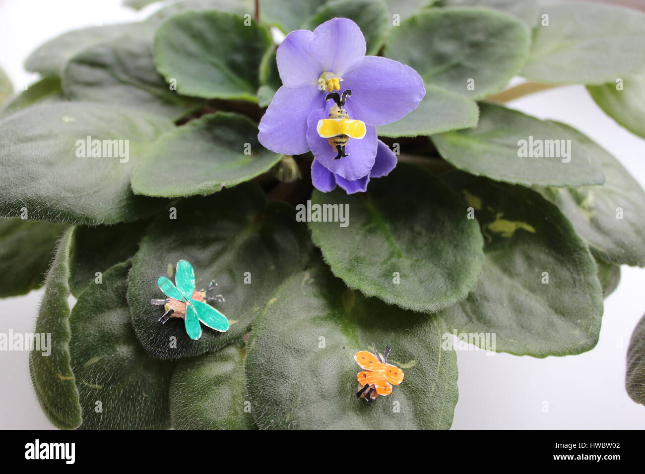 Objects Insects High Resolution Stock Photography and Images - Alamy