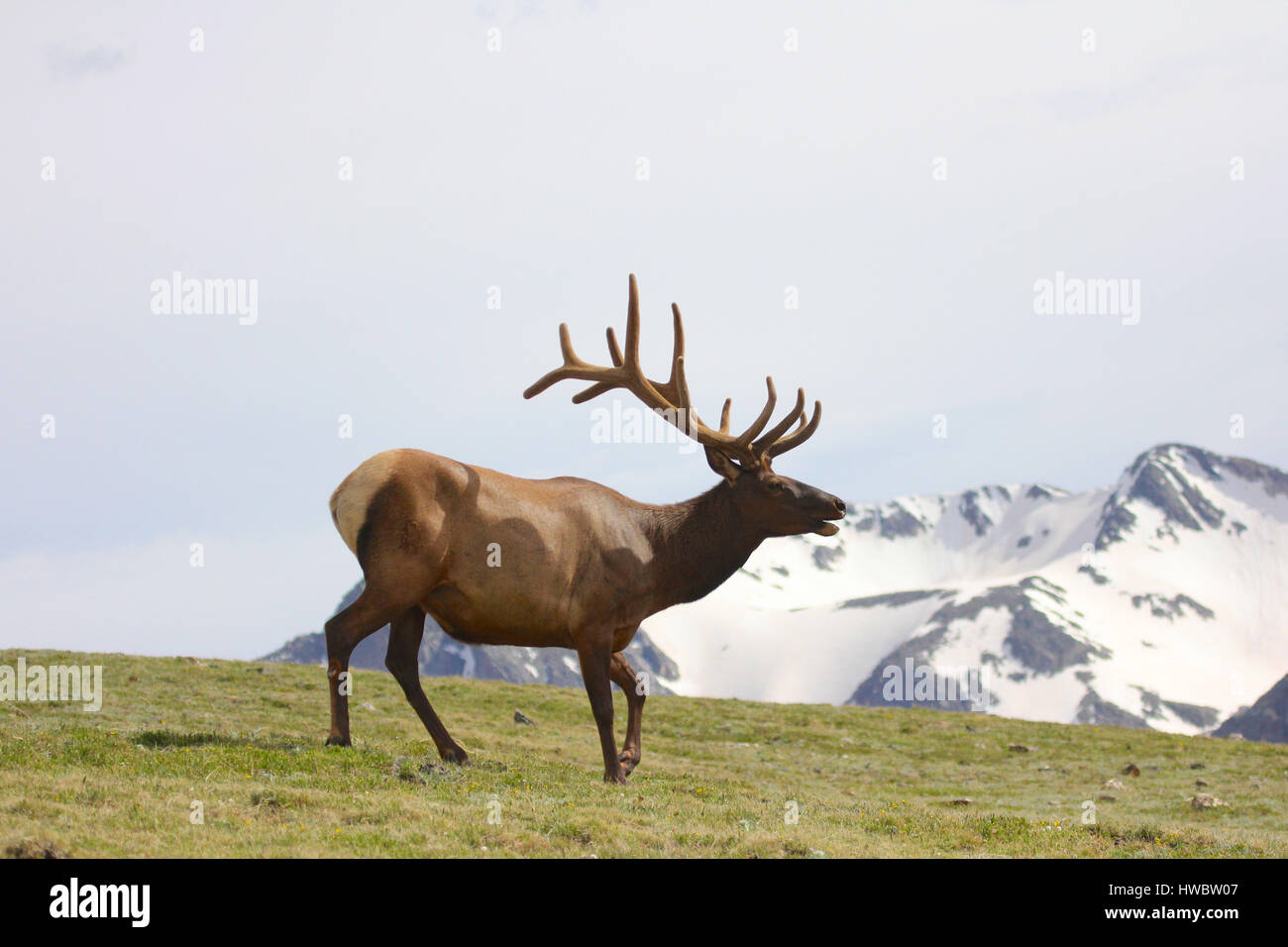 Bull elk walking above tree line in alpine meadow with snow capped ...
