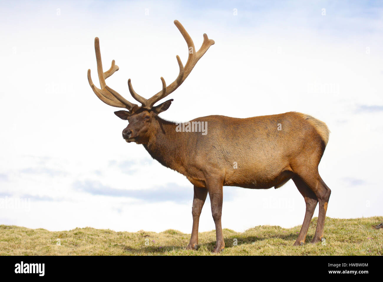 Bull elk with velvet antlers walking across tundra in Rocky Mountain ...