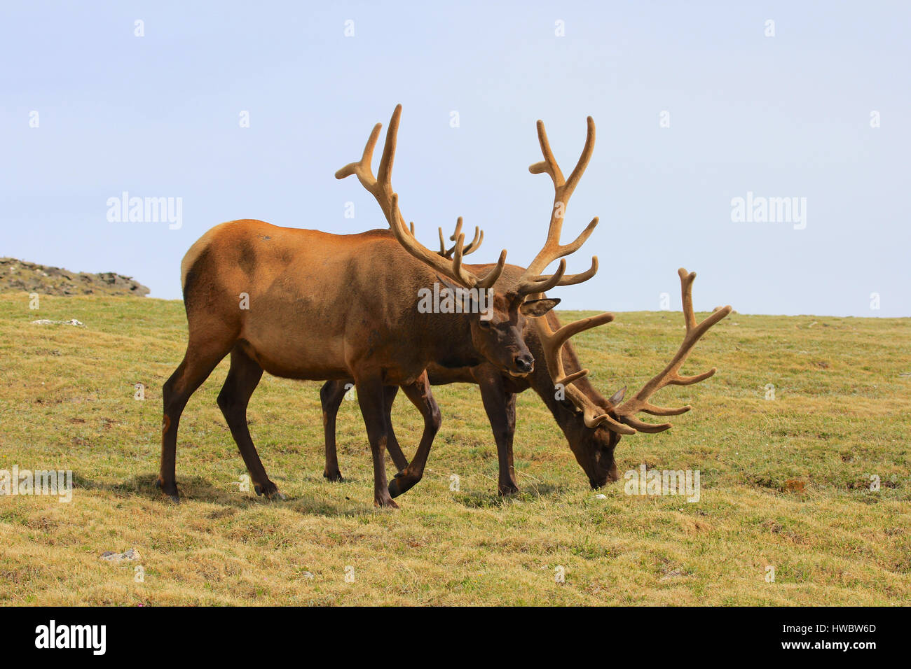 Two elk on grassy tundra in Rocky Mountain National Park, Colorado ...
