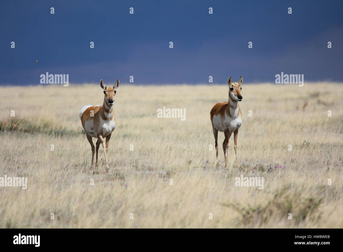 Pronghorn antelope great basin hi-res stock photography and images - Alamy