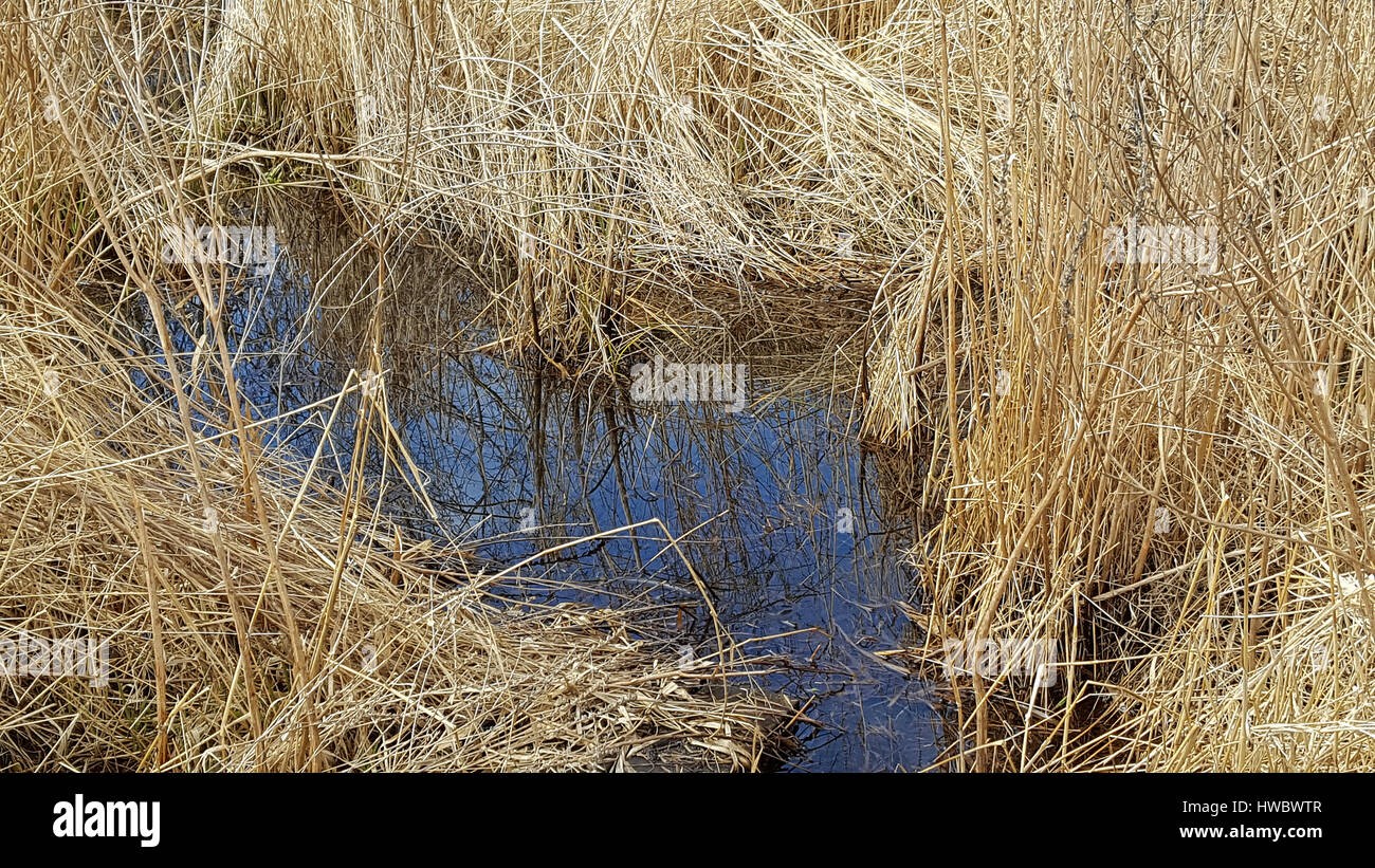 still water reflection in gold wetland grass Stock Photo - Alamy