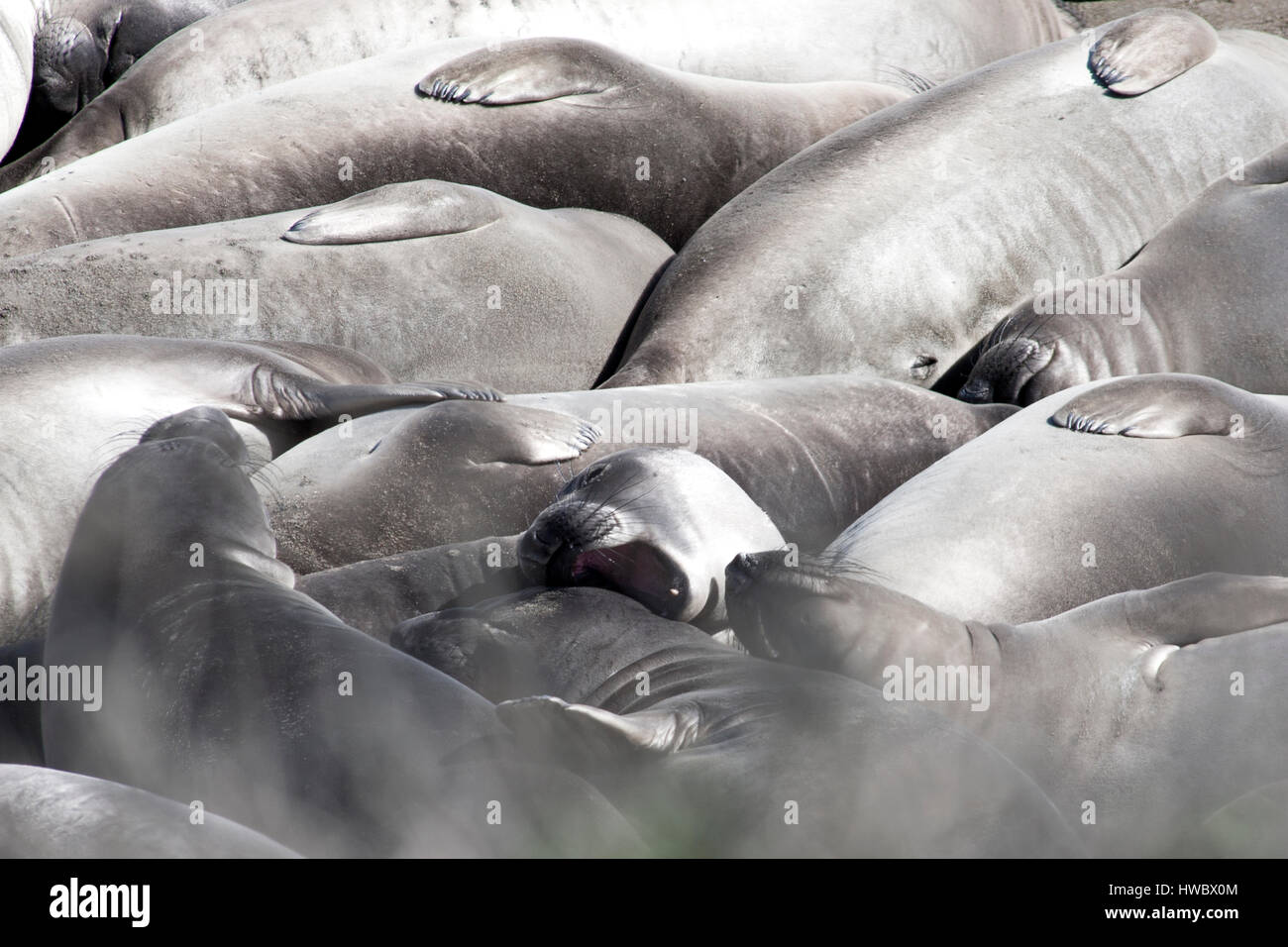 Big seals hi-res stock photography and images - Alamy