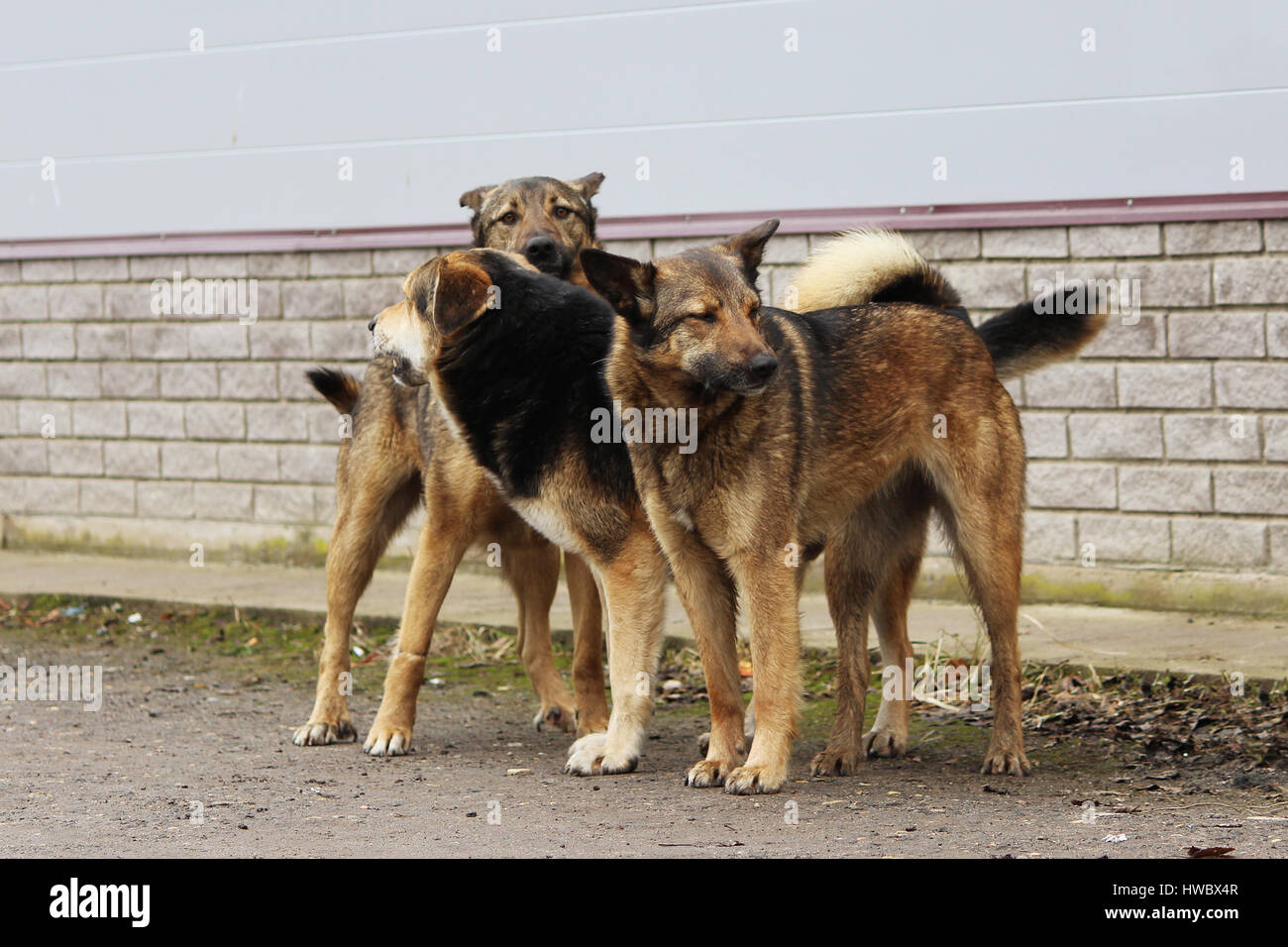 Several stray dogs play with each other Stock Photo - Alamy