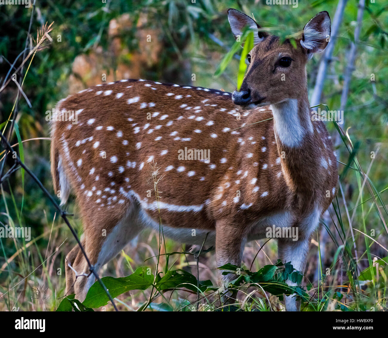 Bandhavgarh National Park; spotted dear Stock Photo - Alamy