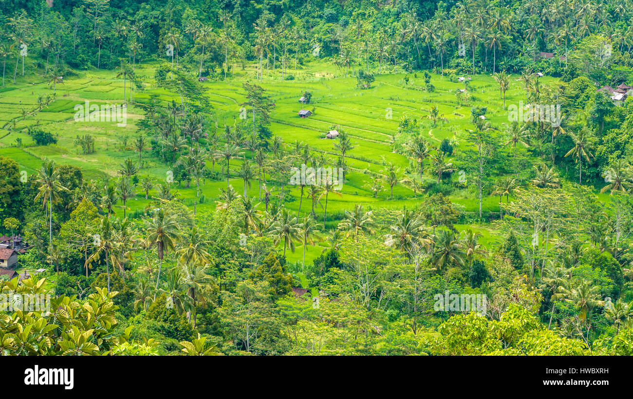 Rice tarraces and some huts between, Sidemen, Bali, Indonesia Stock ...