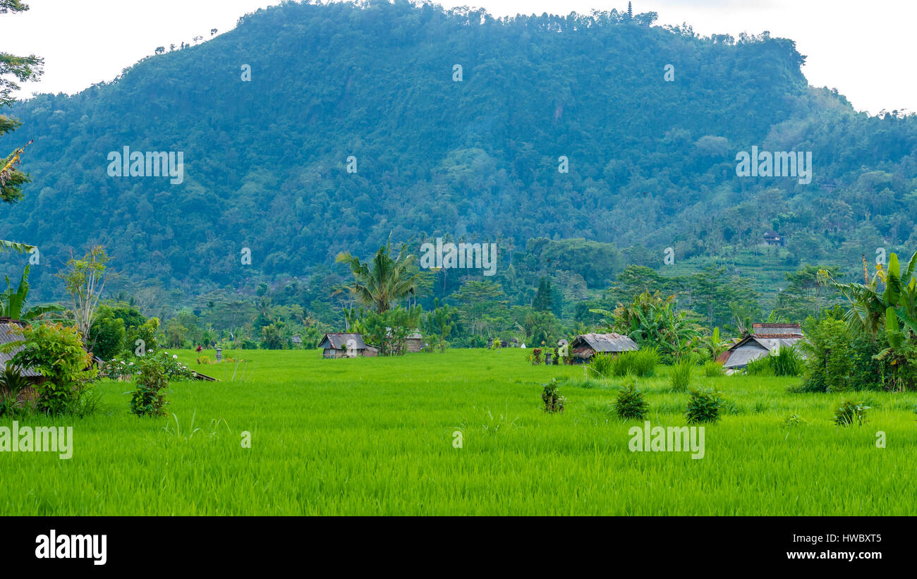 Rice tarraces and some huts between, Sidemen, Bali, Indonesia Stock ...