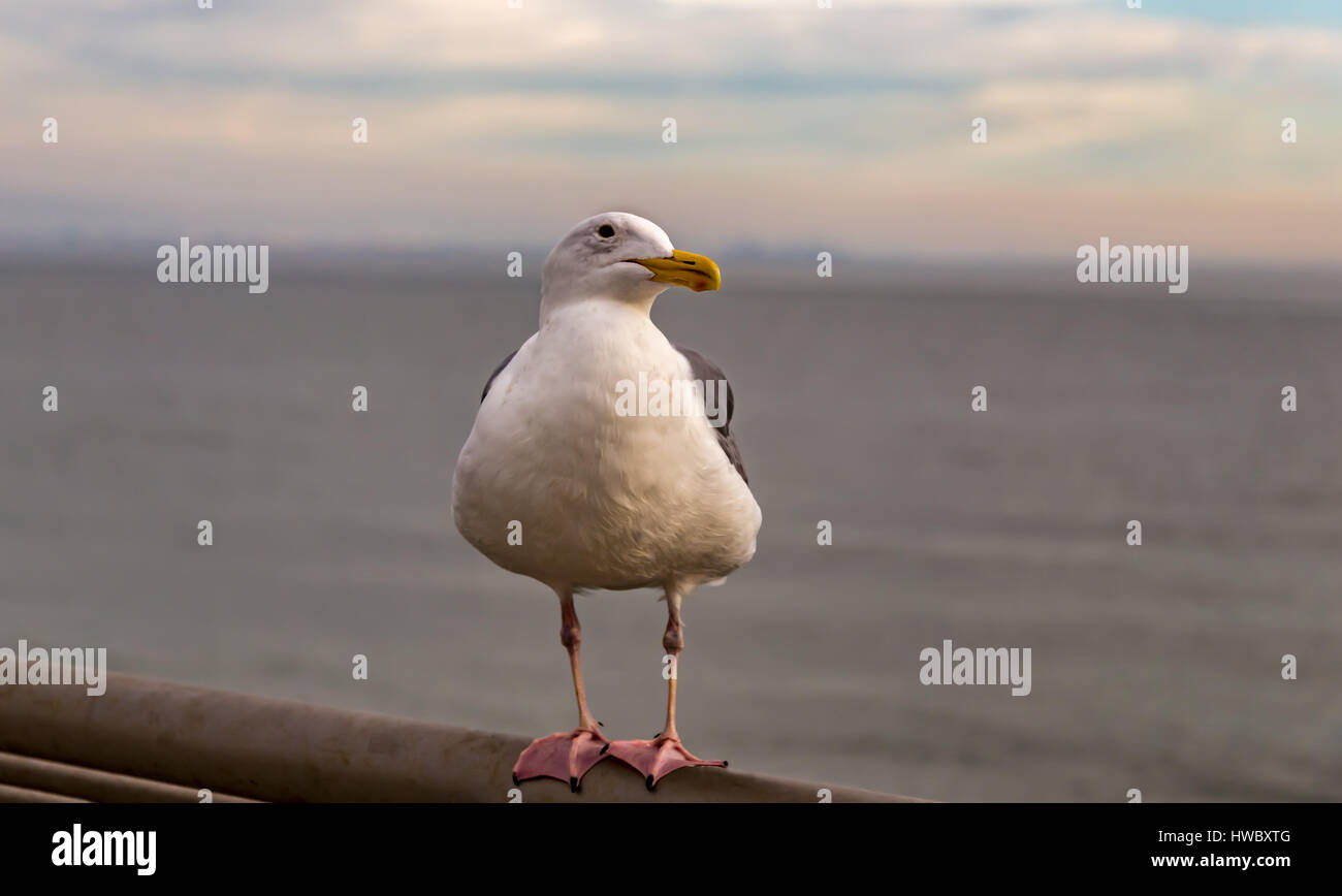 Seagull feet hi-res stock photography and images - Alamy