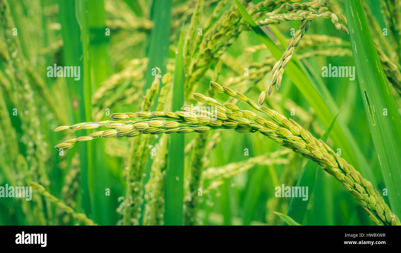 Close up of green paddy rice plant on Bali, Indonesia Stock Photo - Alamy