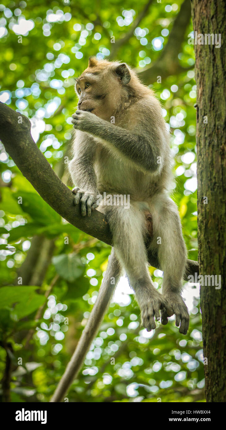 Long-tailed macaques sitting on an Tree, Macaca fascicularis, in Sacred ...