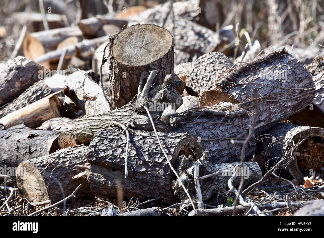 Fallen tree logs hi-res stock photography and images - Alamy