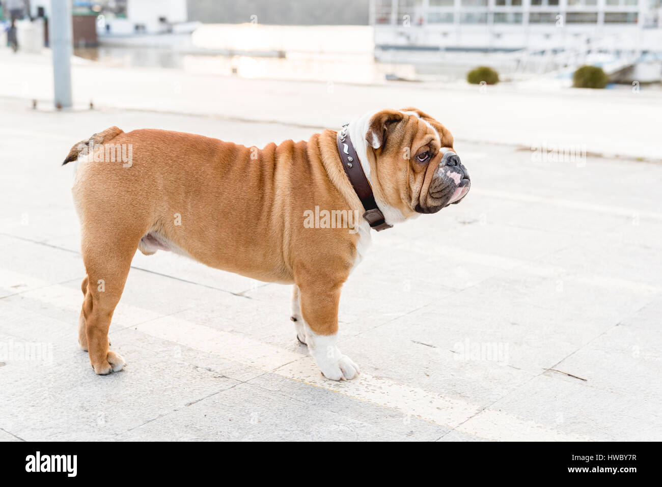 Big male of English bulldog outdoor,selective focus Stock Photo - Alamy