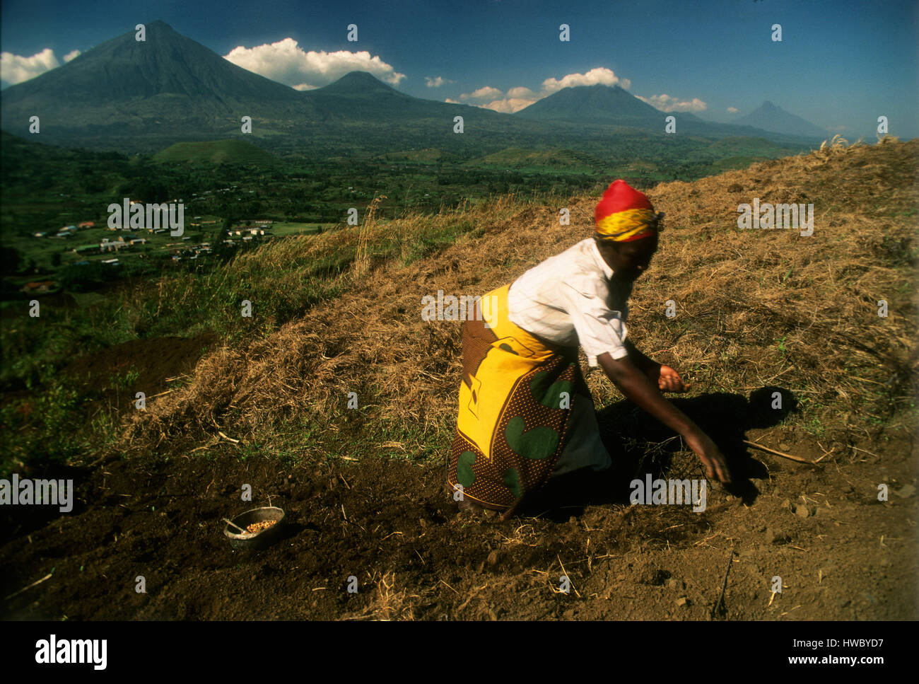 Woman working on the field, Virungas volcanoes in background, viewed ...