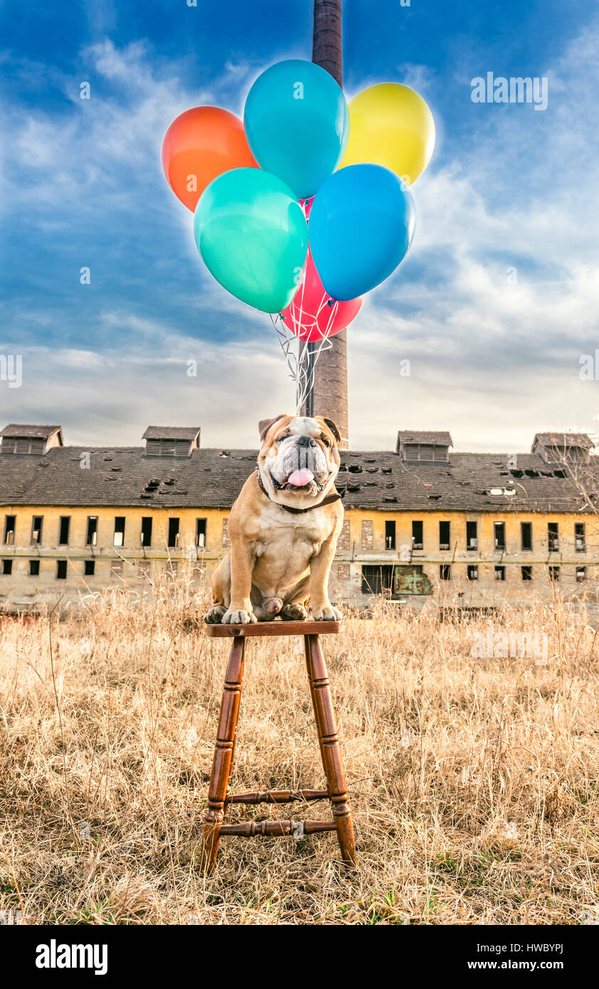 English bulldog with colorful balloons,selective focus Stock Photo - Alamy
