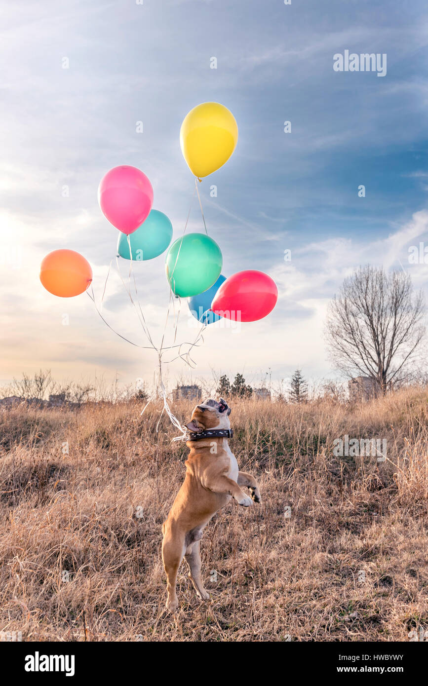 English bulldog flaying with balloons,selective focus Stock Photo - Alamy