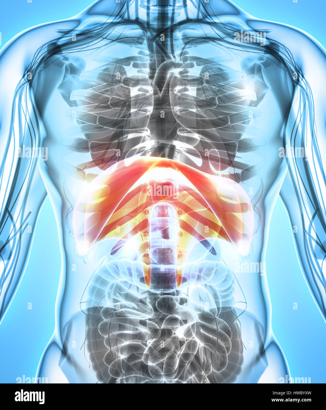 3D illustration of Diaphragm - Part of Human Organic Stock Photo - Alamy