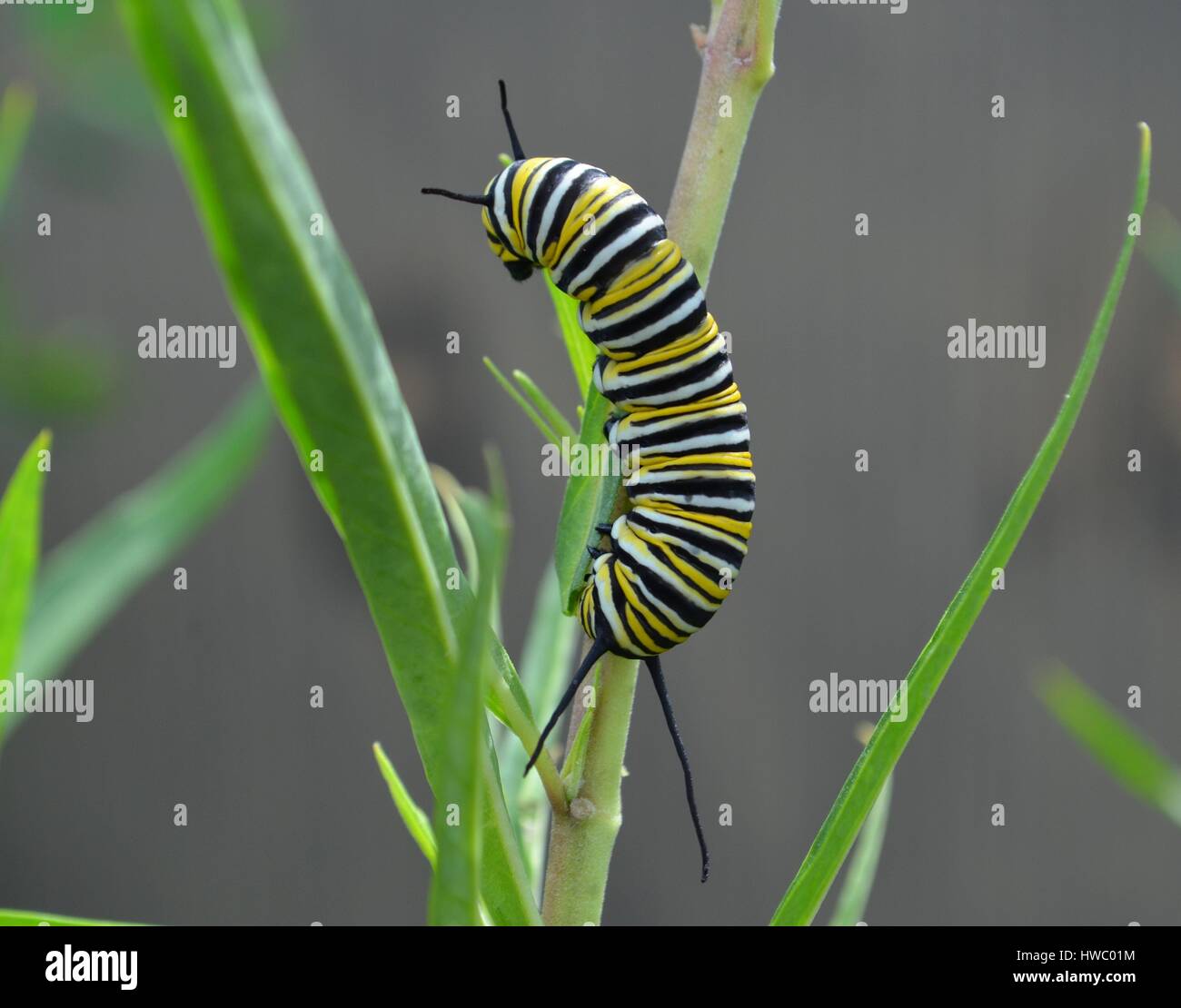 Monarch caterpillar legs hi-res stock photography and images - Alamy