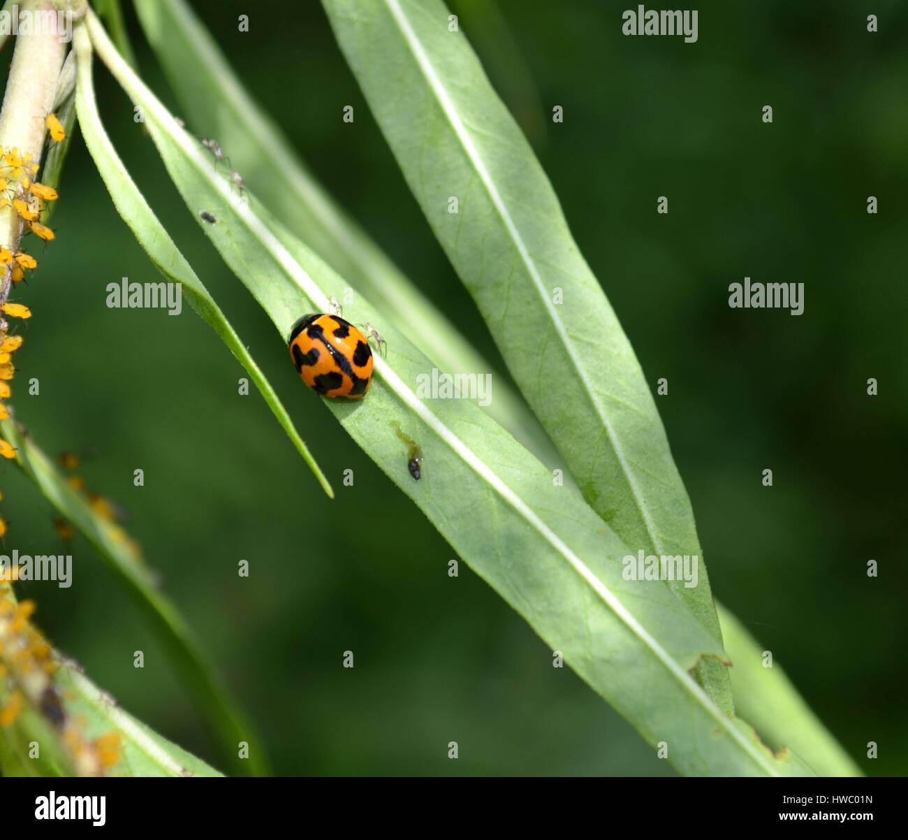 Lady bug on MIlkweed plant with a large supply of aphids to eat Stock ...
