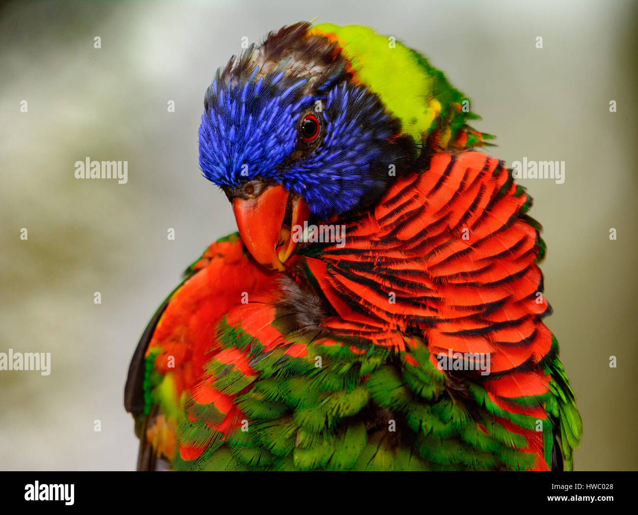 Rainbow lori (Trichoglossus moluccanus) close-up as he grooms his ...