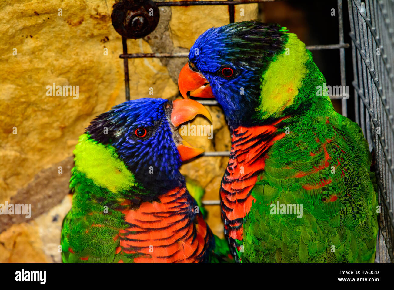 Insisting hi-res stock photography and images - Alamy