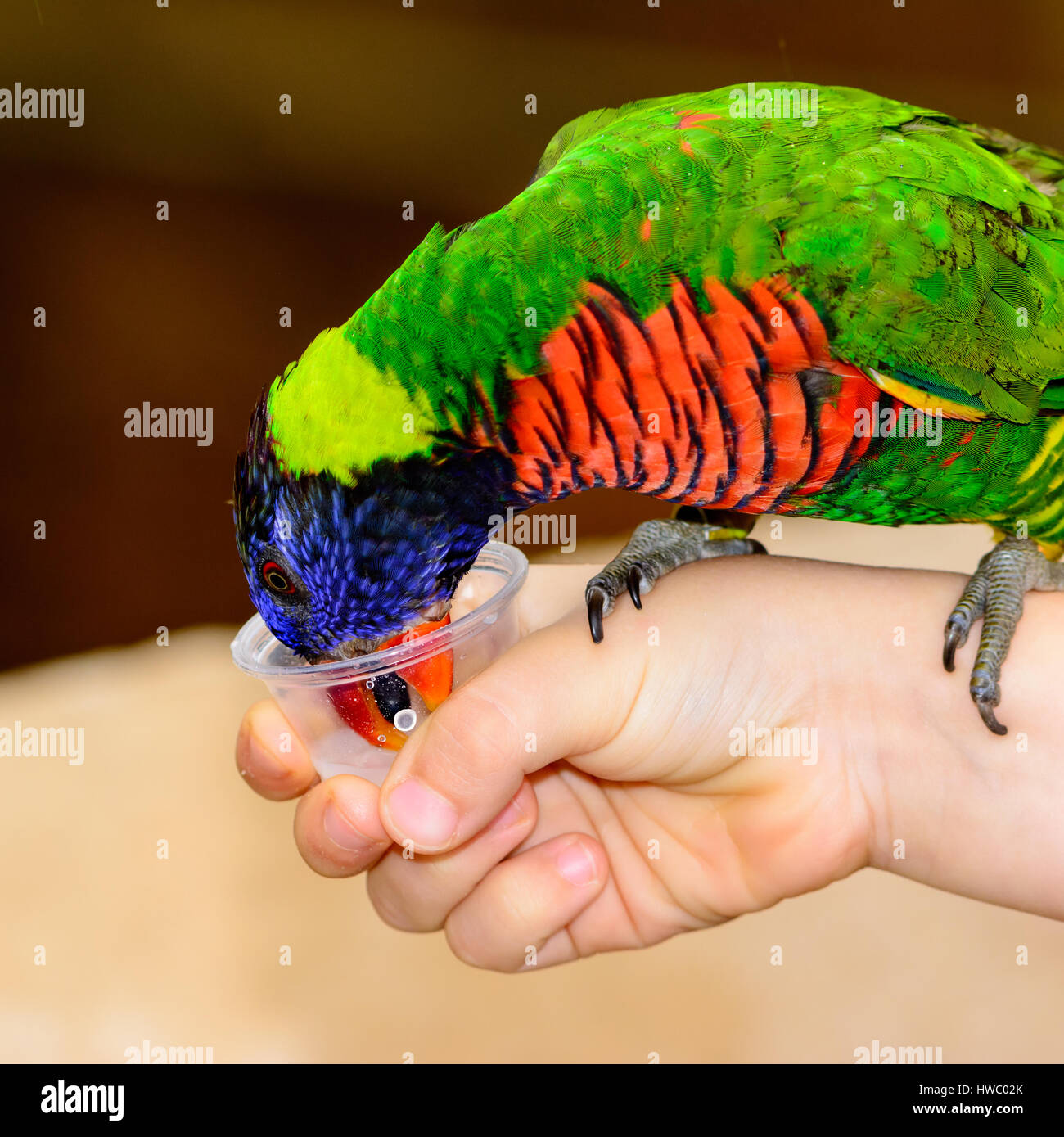 Rainbow lori (Trichoglossus moluccanus) close-up of bird drinking ...