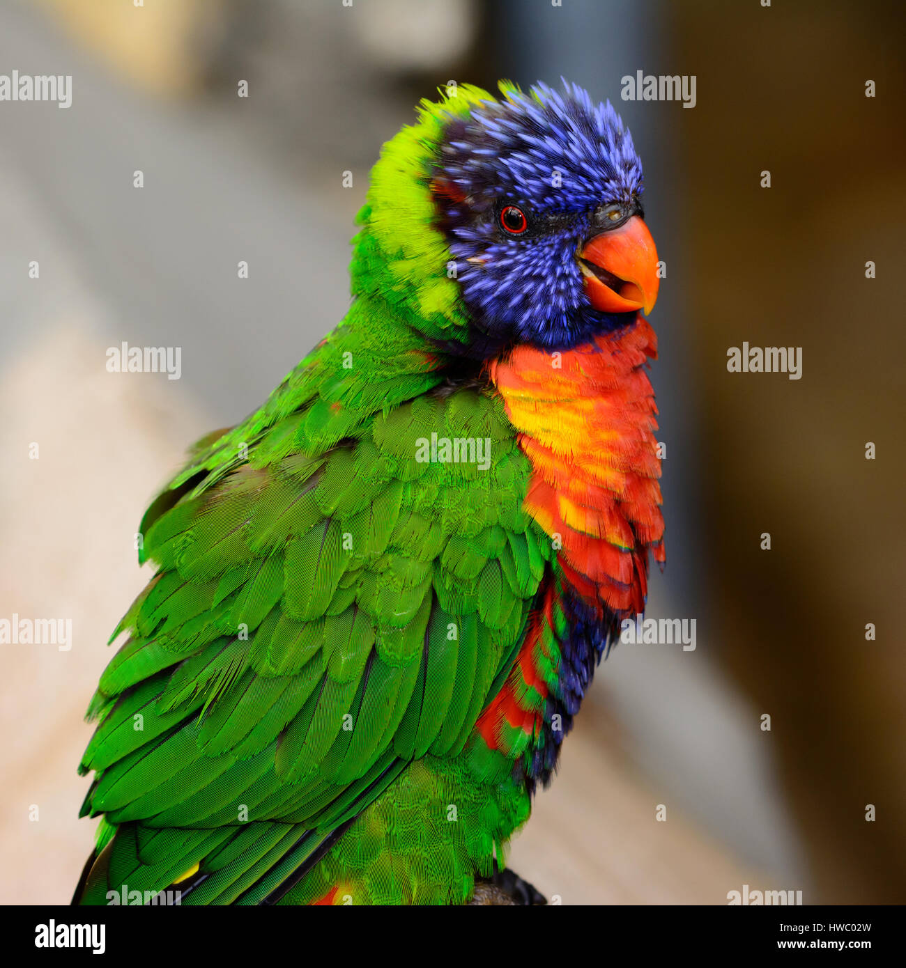 Rainbow lori (Trichoglossus moluccanus) with vivd eyes and plummage ...