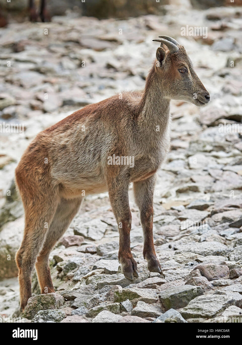 Himalayan tahr standing on rocks in its habitat Stock Photo - Alamy