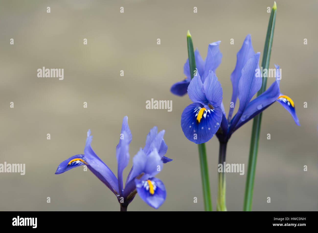 Iris rhapsody reticulata hi-res stock photography and images - Alamy