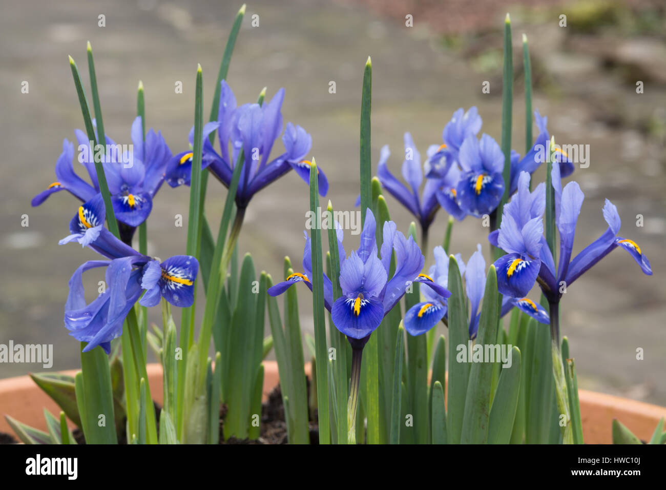 Iris reticulata 'Rhapsody' Stock Photo - Alamy