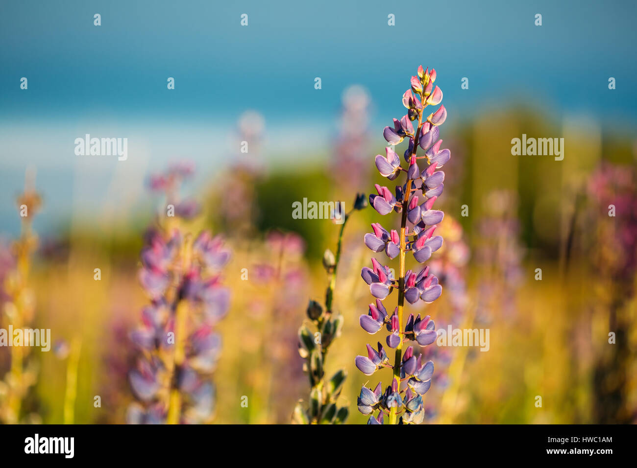 Wild Flowers Lupine In Summer Field Meadow At Sunset Sunrise. Close Up ...