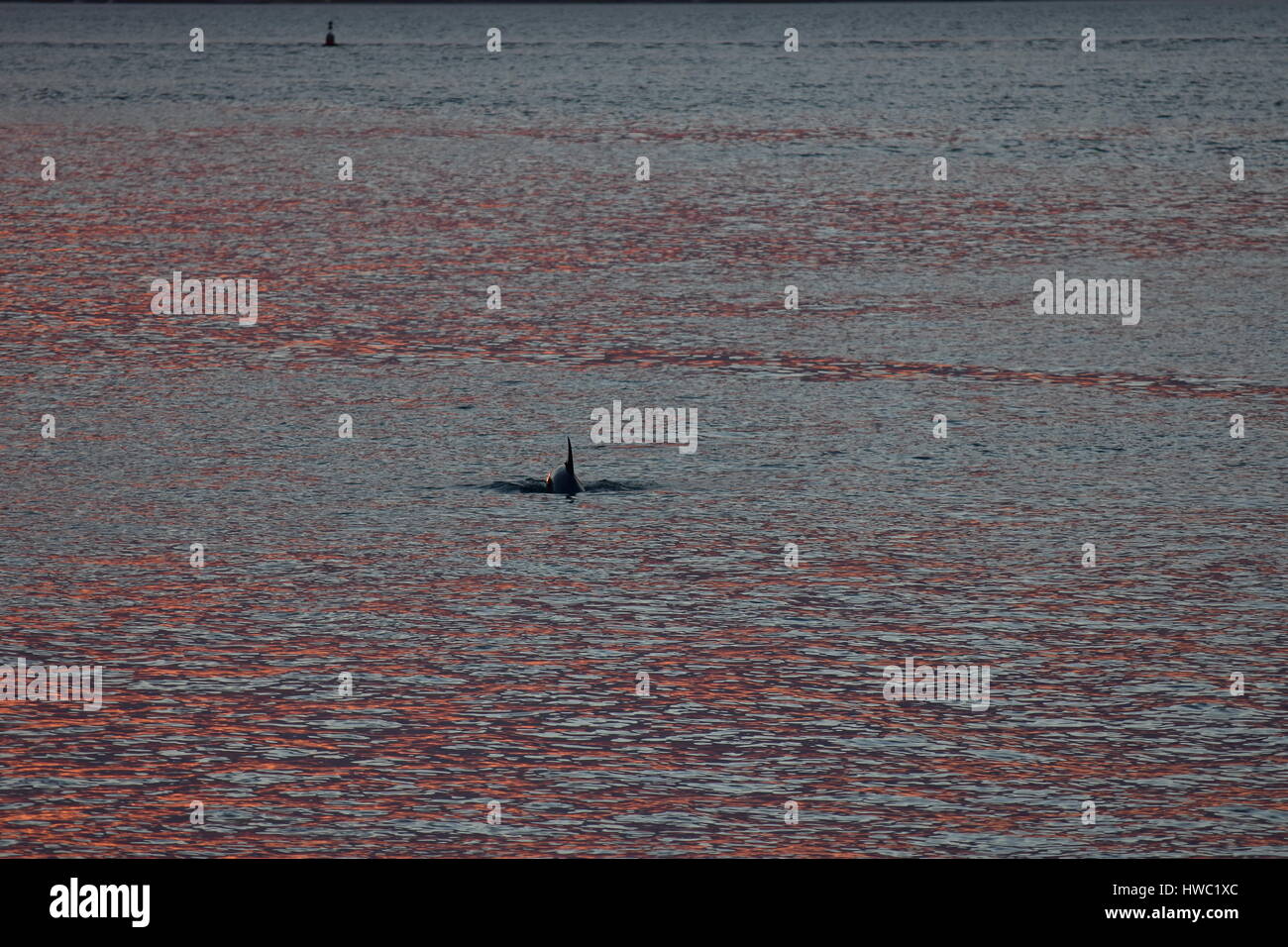 Red sea dolphin hi-res stock photography and images - Alamy