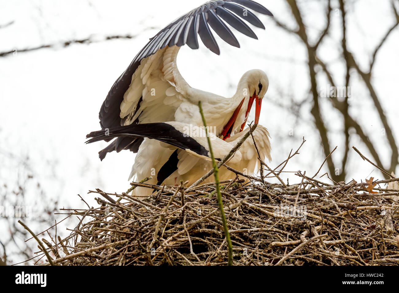 Male Stork High Resolution Stock Photography and Images - Alamy