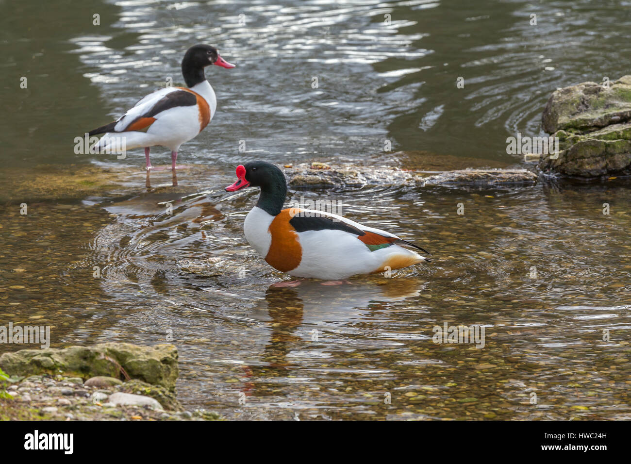 Common shelduck (Tadorna tadorna). It is widespread and common in ...