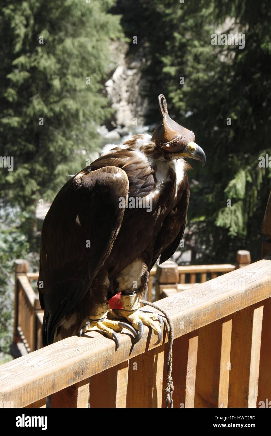 Mighty eagle hi-res stock photography and images - Alamy
