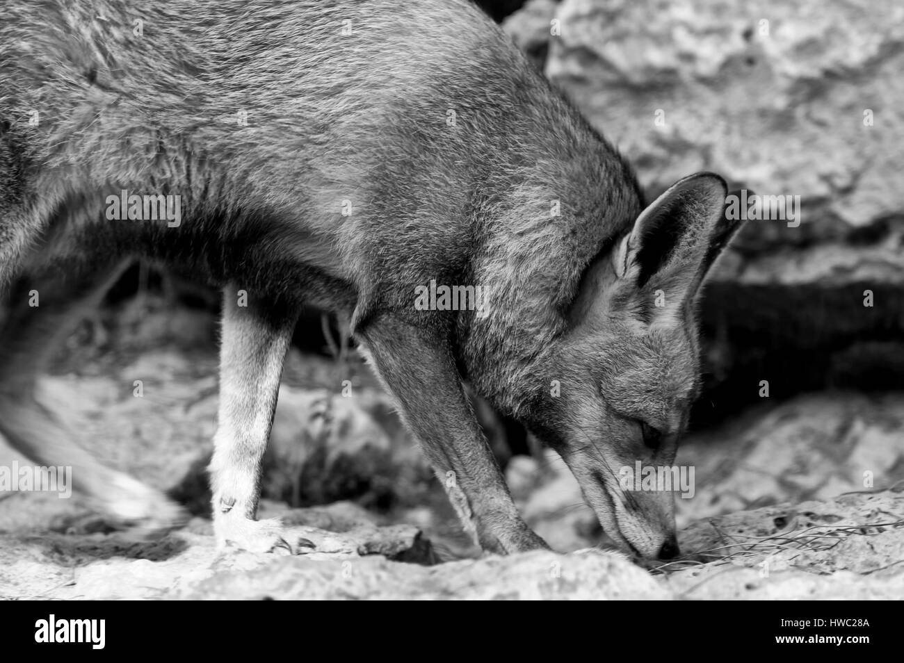 Jackal Illustrations High Resolution Stock Photography and Images - Alamy
