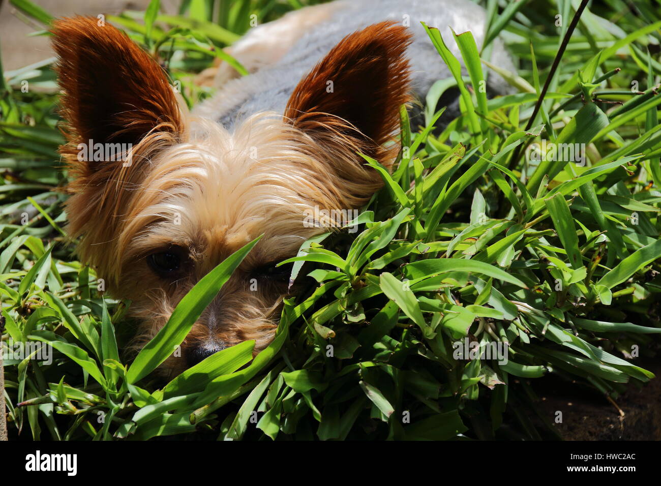 Cute and cuddly puppy play hide-and-seek in green grass in the garden ...